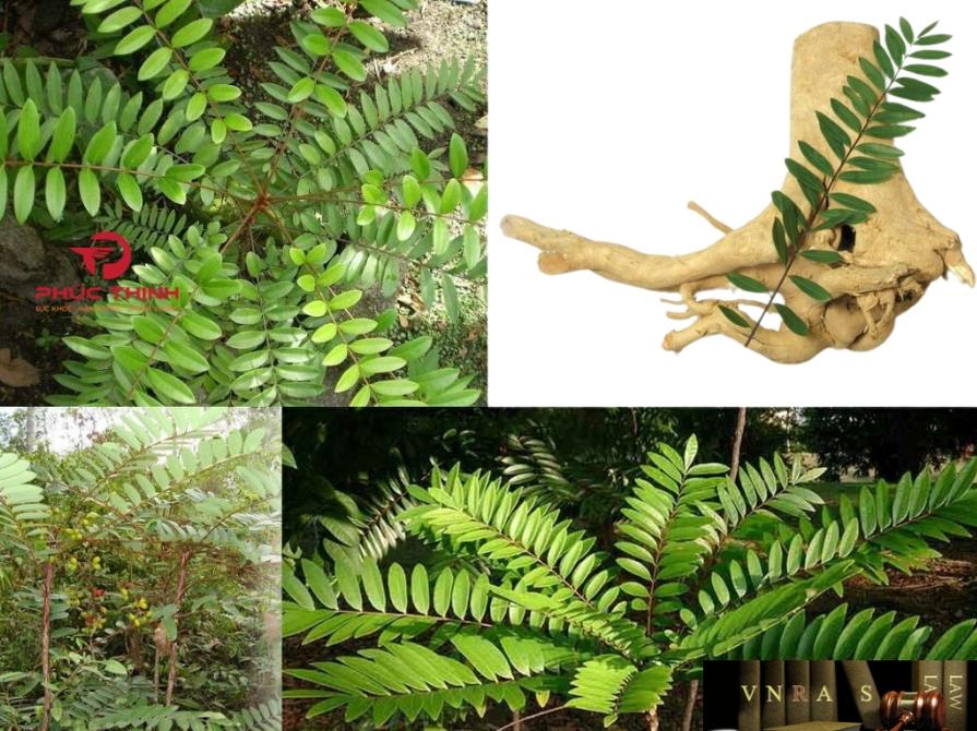 Cây Bá Bệnh: Công Dụng, Cách Dùng & Những Lưu Ý Khi Sử Dụng